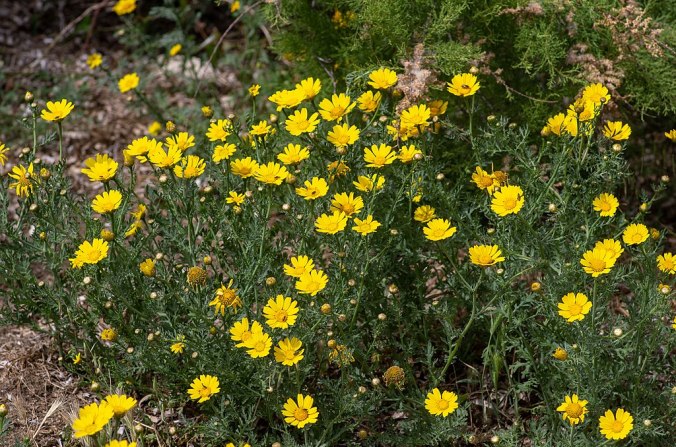 Best Annual Flowers for Arizona and the Low Desert | John Denson's ...