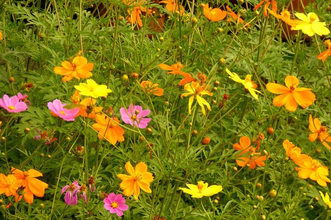 Best Annual Flowers for Arizona and the Low Desert | John Denson's ...