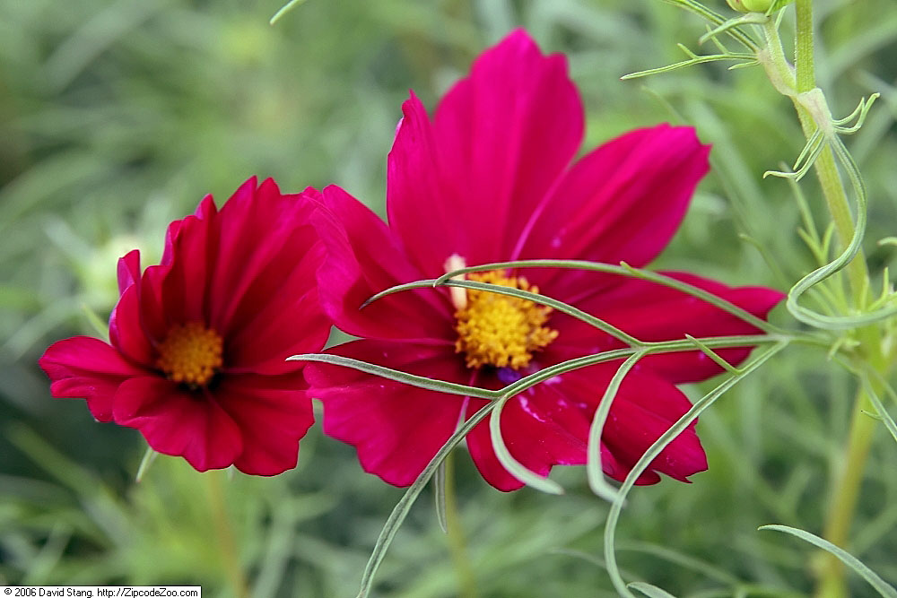 How to Grow Cosmos Flowers from Seed In Arizona | John Denson's World ...