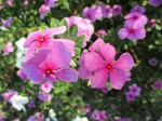 Best Annual Flowers for Arizona and the Low Desert | John Denson's ...