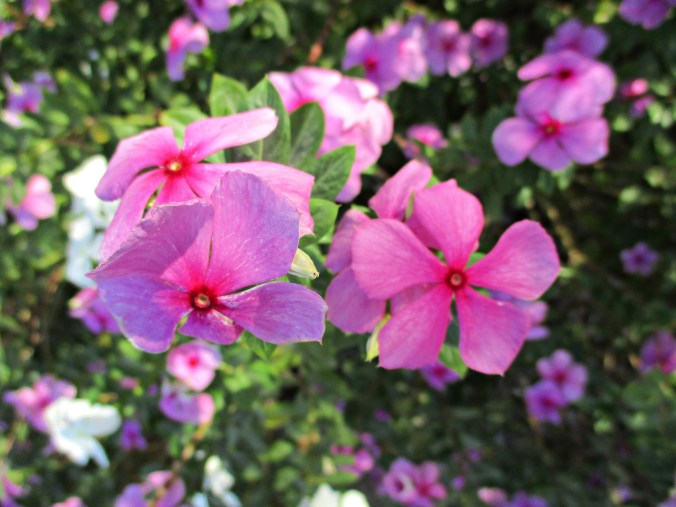 Best Annual Flowers for Arizona and the Low Desert | John Denson's ...