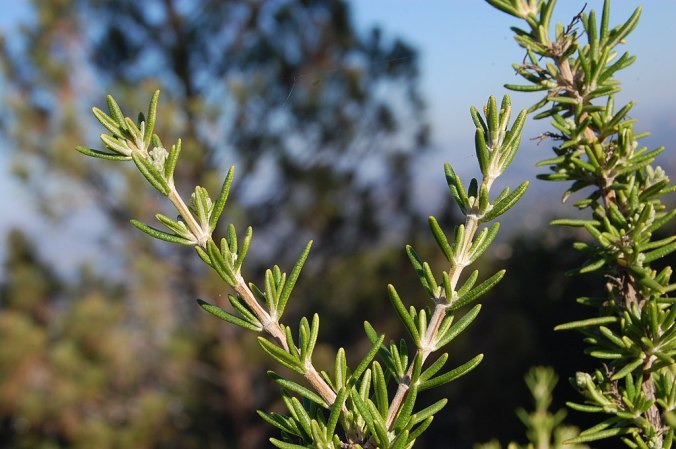 An Easy Way to Propagate Rosemary | John Denson's World of Gardens