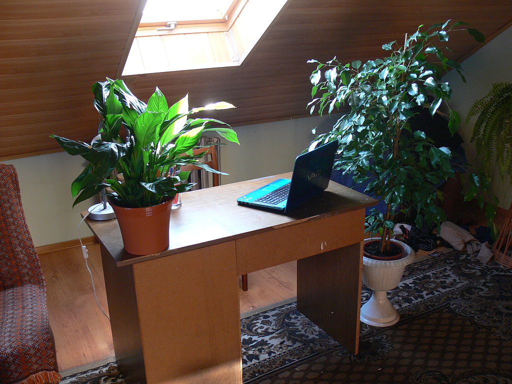Can Houseplants be Grown As Trees Indoors? | John Denson's World of Gardens