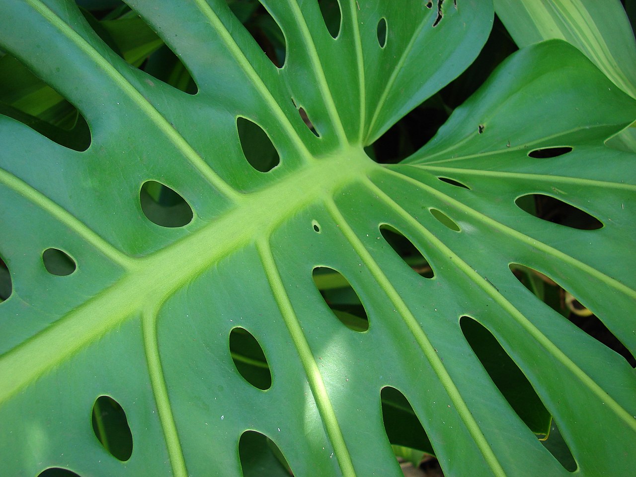 Demystifying Monstera deliciosa Care: How Often Should You Water Your ...