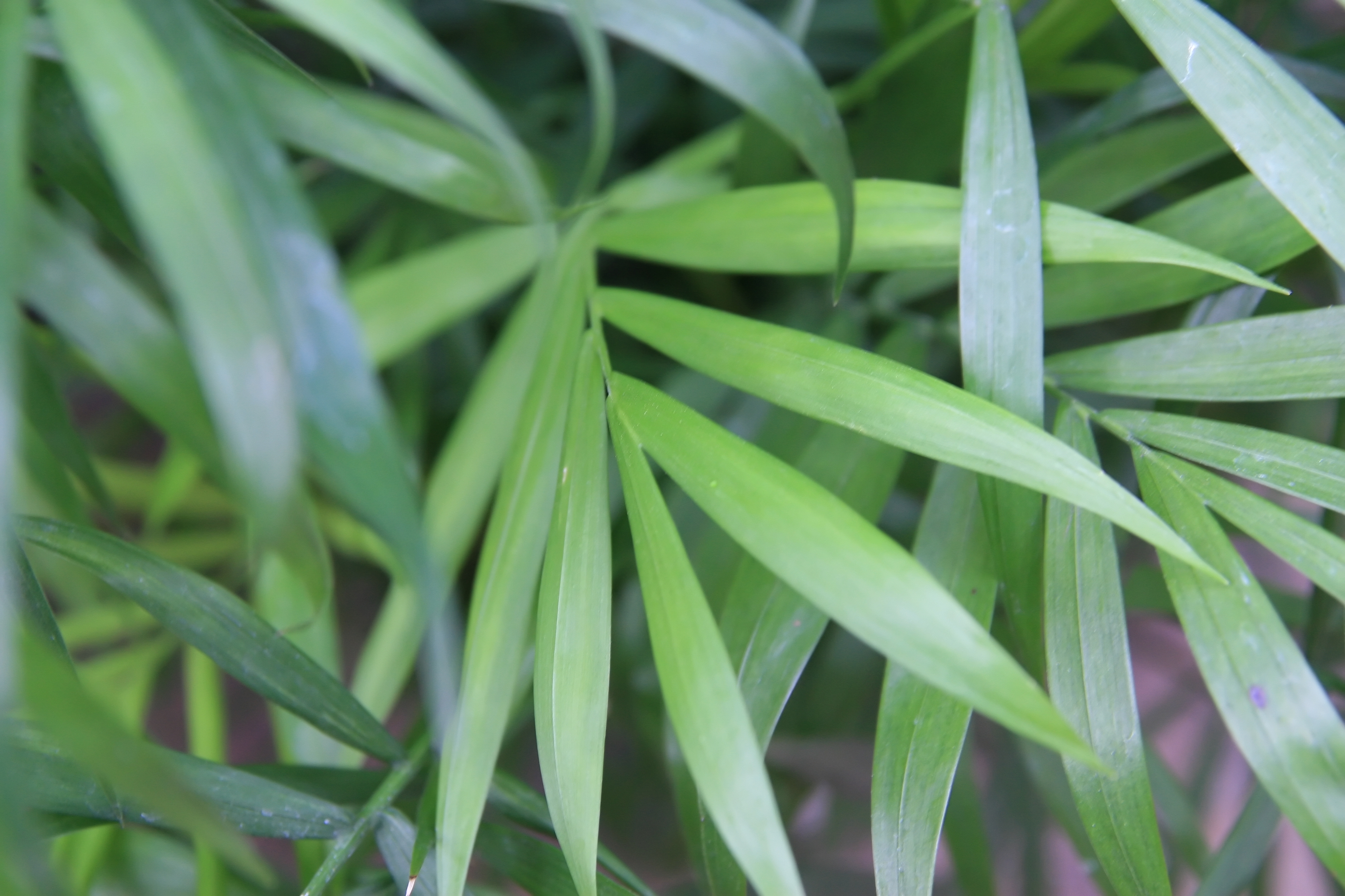 Green Elegance: A Guide to Growing and Caring for Parlor Palm ...