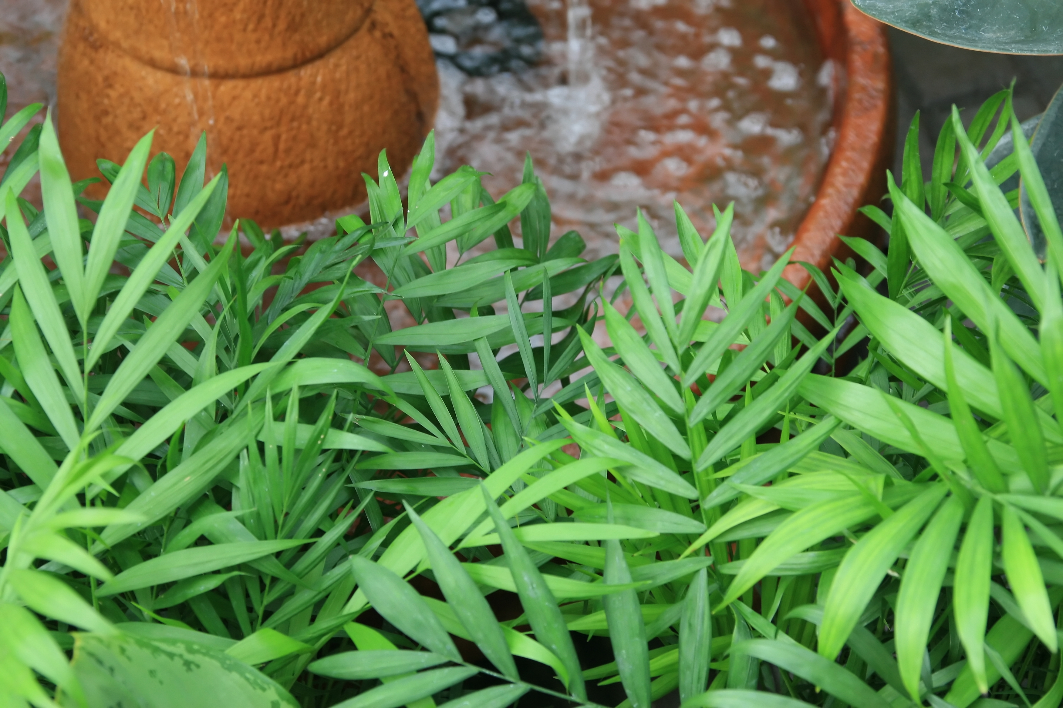 Green Elegance: A Guide to Growing and Caring for Parlor Palm ...