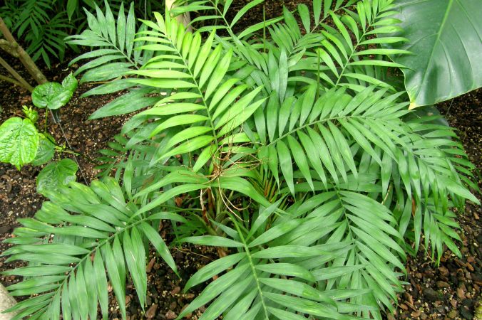 Green Elegance: A Guide to Growing and Caring for Parlor Palm ...