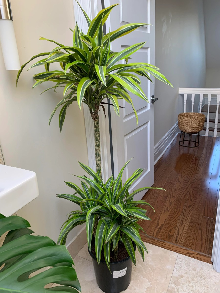 The Beauty of Corn Plant (Dracaena fragrans): A Guide to Growing ...