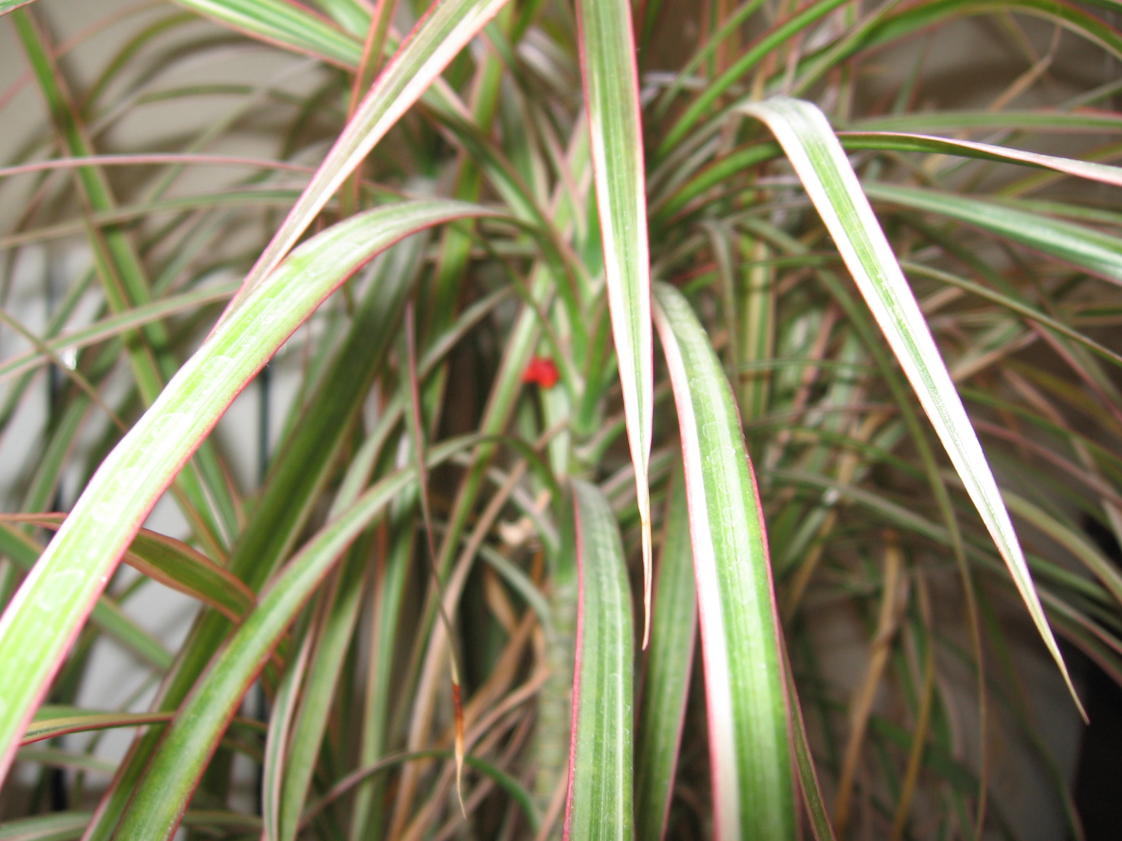 The Ultimate Guide to Growing Dracaena Marginata as a Houseplant | John ...