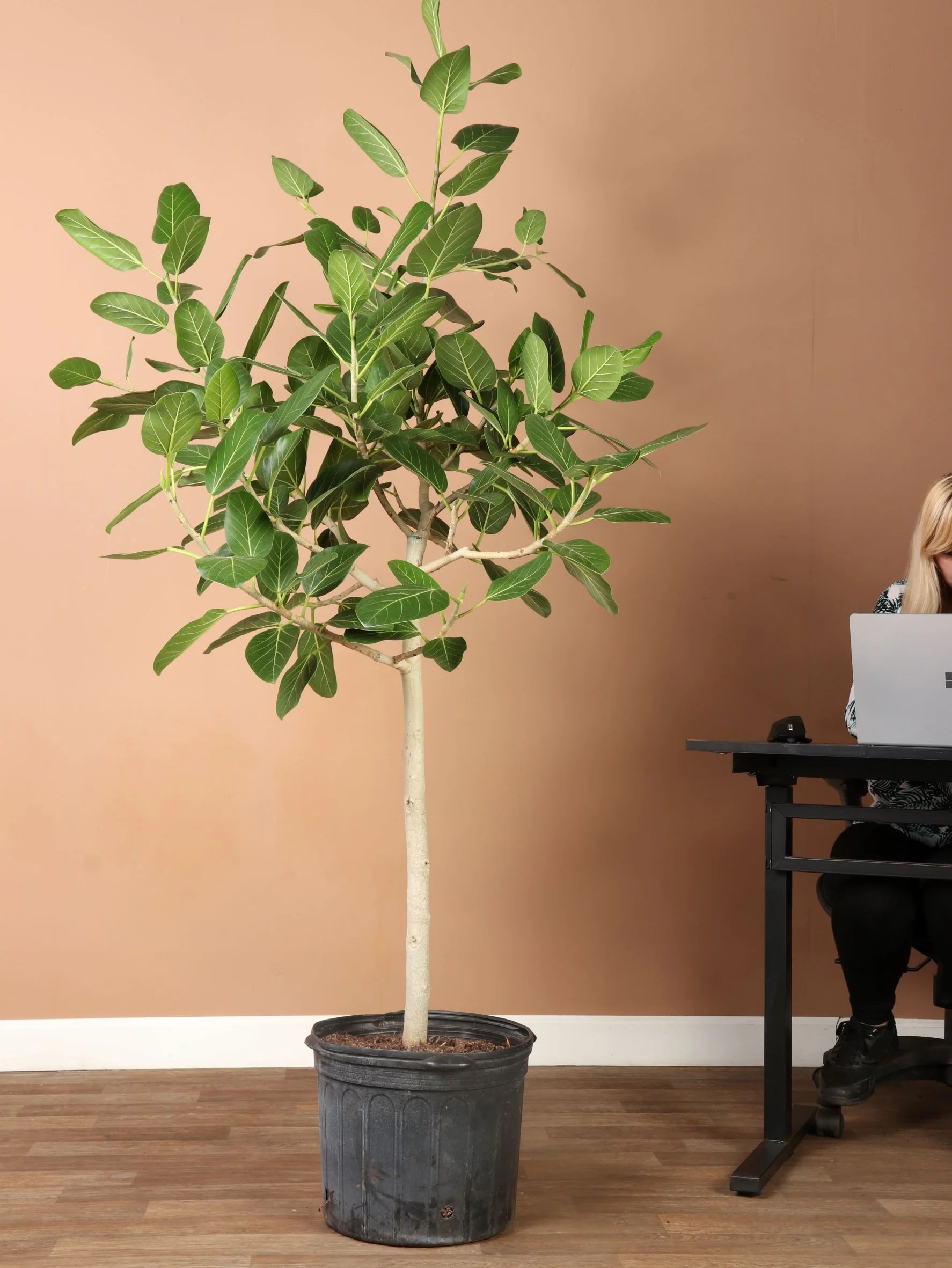 ficus-audrey-1 | John Denson's World of Gardens