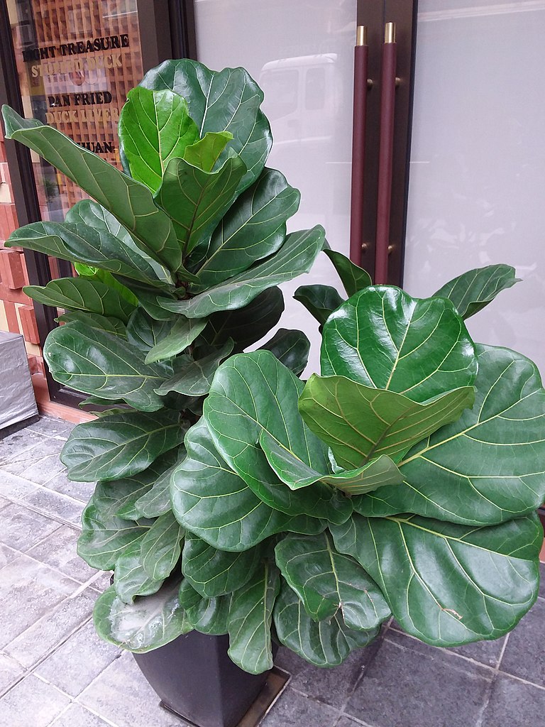 Mastering the Art of Fiddle Leaf Fig Care: Green Thumb Edition | John ...