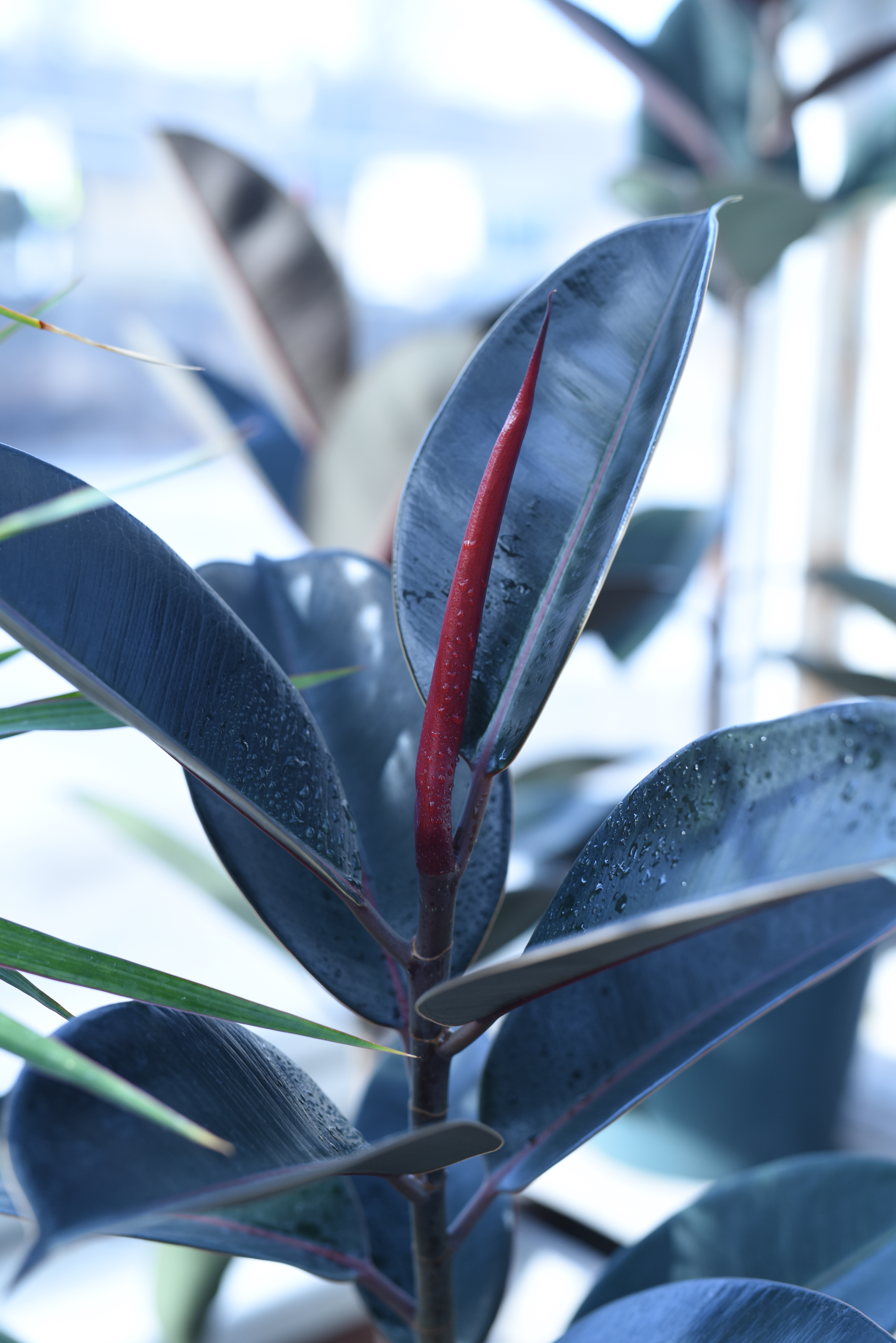 ficus_elastica_rubber_plant | John Denson's World of Gardens