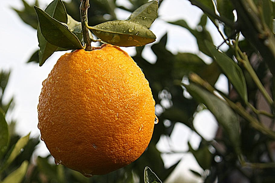 How to Grow Citrus in Arizona Like a Pro | John Denson's World of Gardens