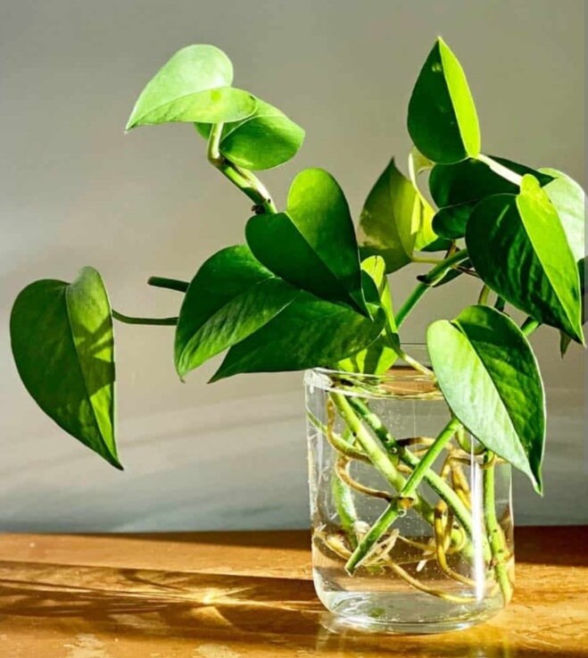The Ultimate Guide for Beginning Plant Parents: How to Propagate Pothos ...