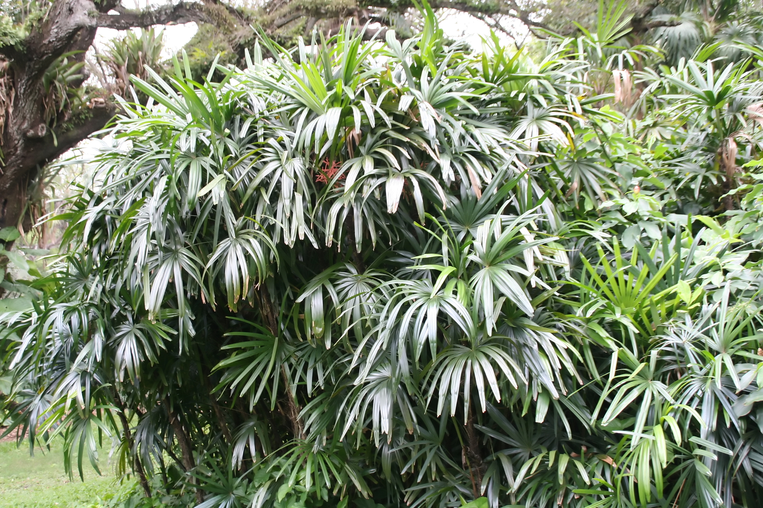 The Ultimate Guide to Growing and Caring for Lady Palm (Rhapis excelsa ...