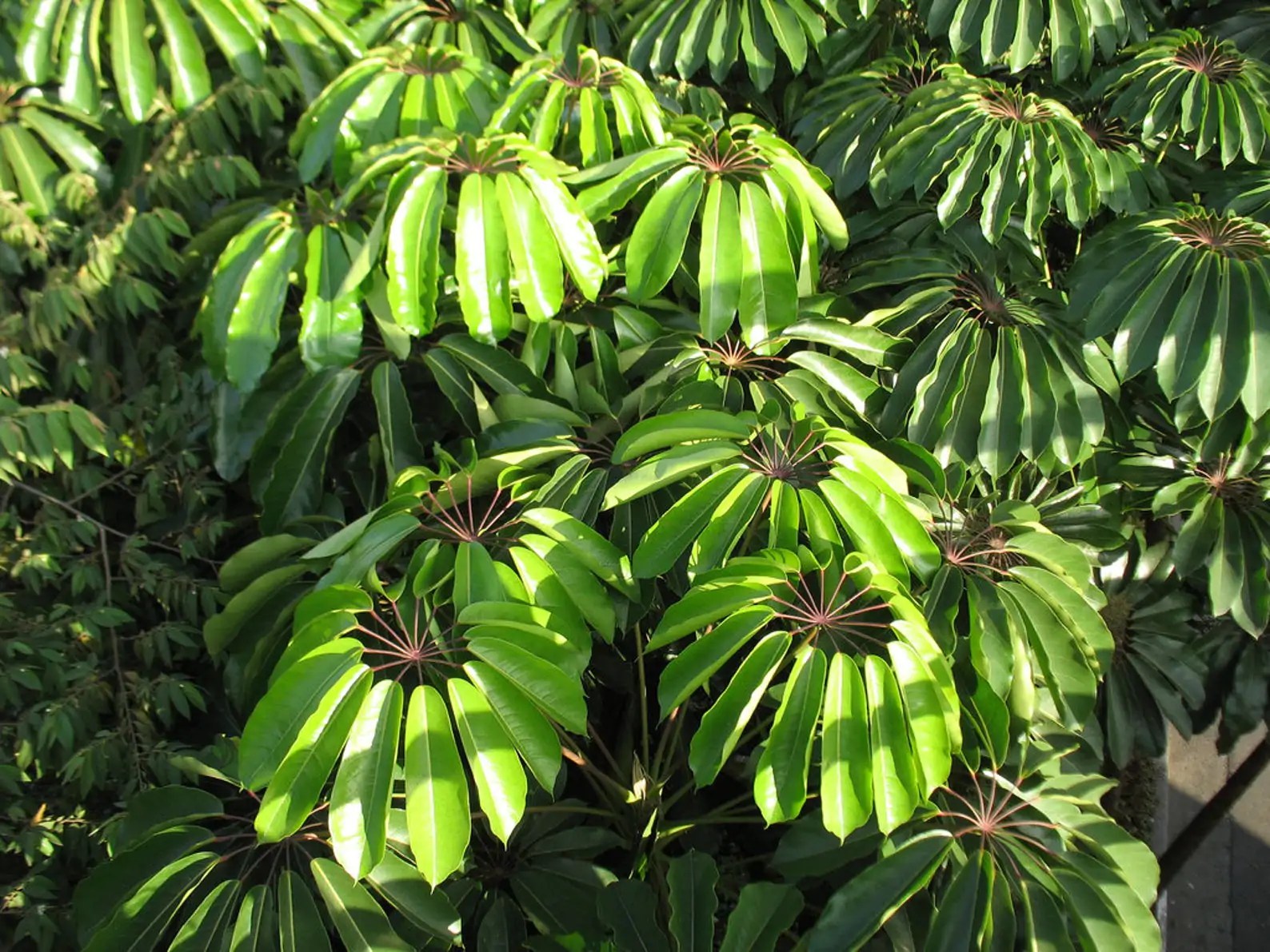 Umbrella Tree (Schefflera actinophylla): The Perfect Tropical Foliage ...