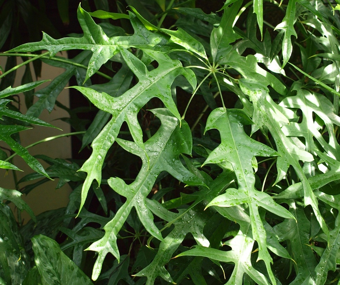 Umbrella Tree (Schefflera actinophylla): The Perfect Tropical Foliage ...
