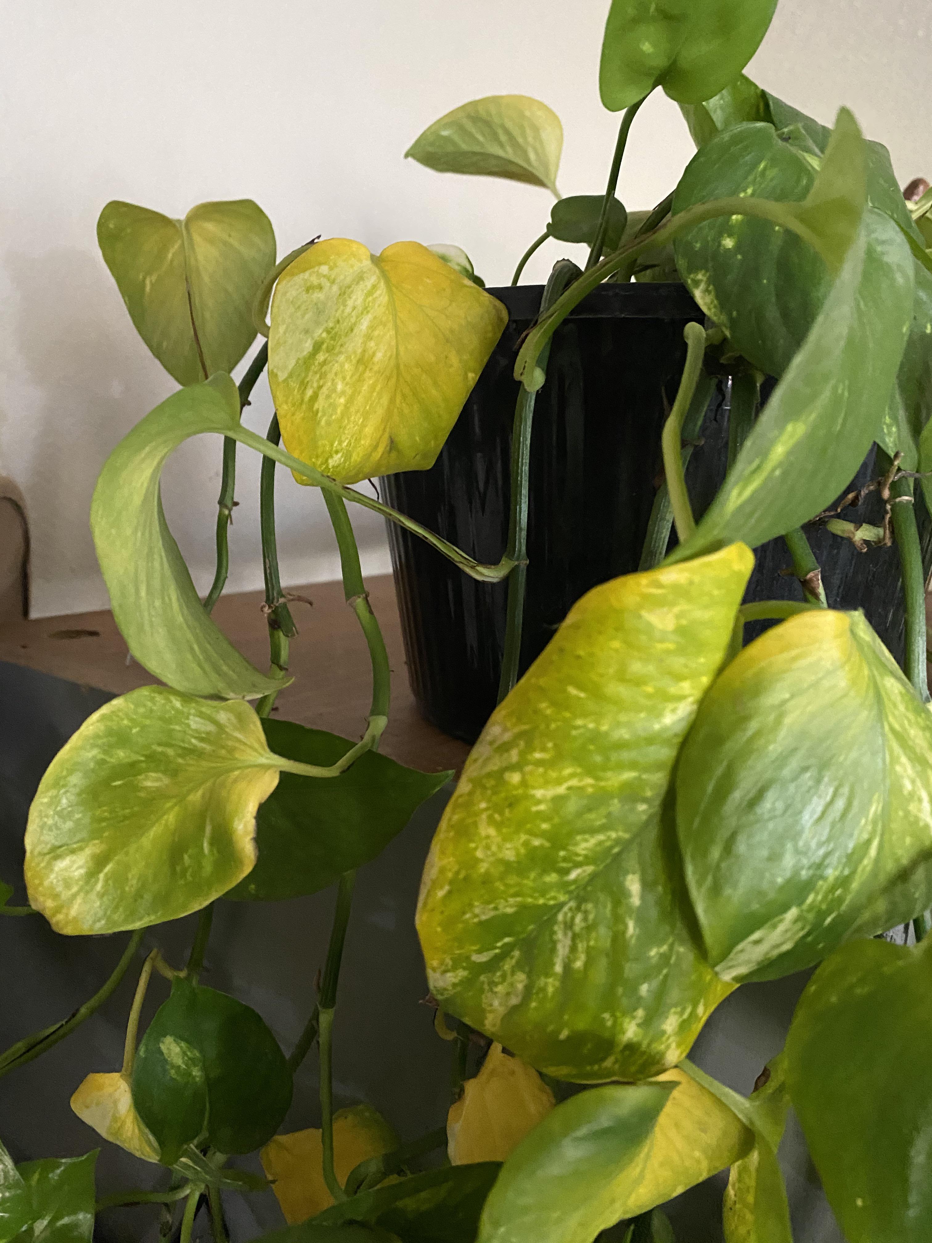 Frequently Asked Questions about Pothos Plant Problems: A ...