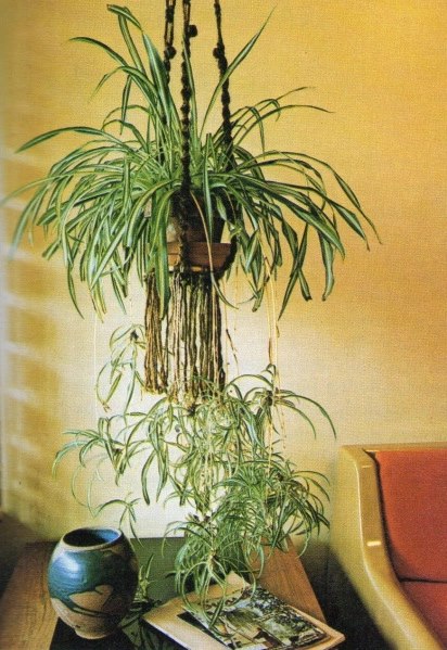Plants from the Disco: 1970’s Retro Houseplants | John Denson's World ...