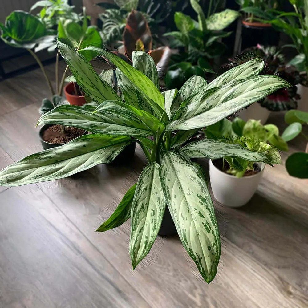aglaonema-cutlass-1 | John Denson's World of Gardens