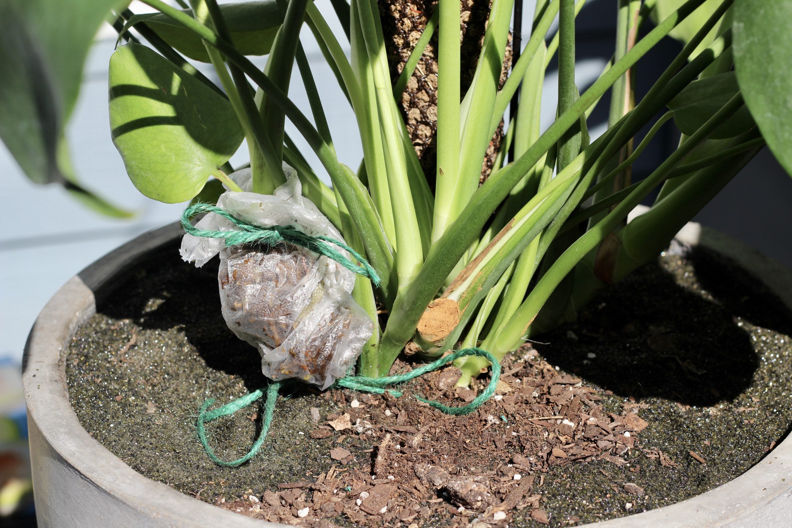 Propagating Possibilities: Unlocking the Magic of Monstera Deliciosa ...