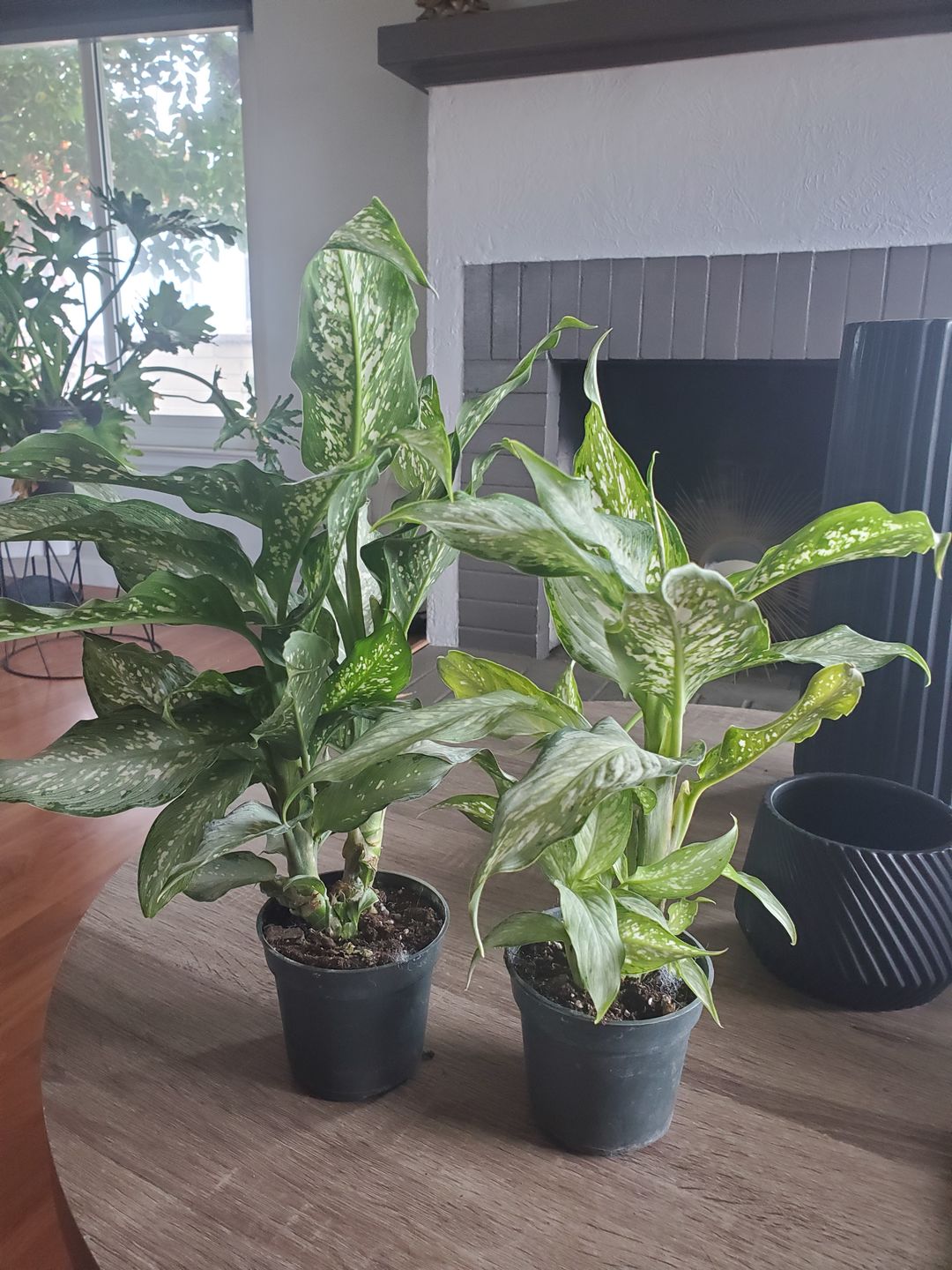 Beyond Dumb Cane: Lesser-Known Dieffenbachia Varieties to Explore ...