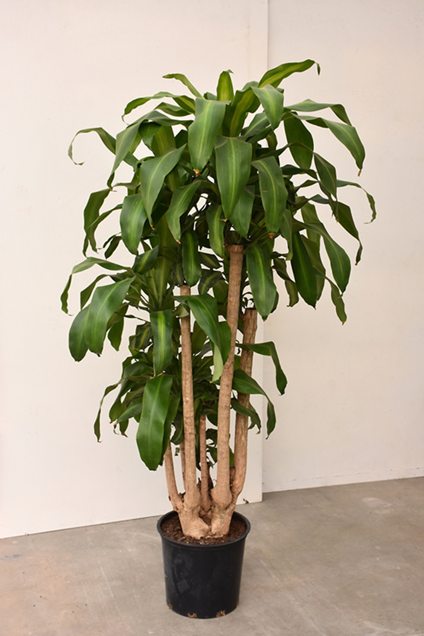 The Beauty of Corn Plant (Dracaena fragrans): A Guide to Growing ...