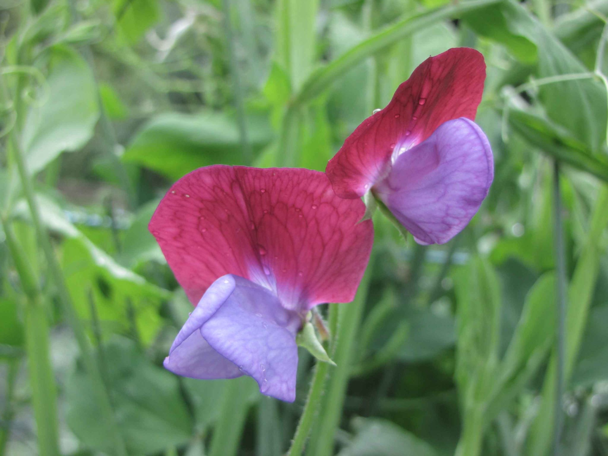 Petite Perfection: Growing Dwarf Sweet Peas in Pots | John Denson's ...