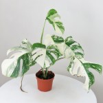 Exploring Variegated Monstera Deliciosa Cultivars: Care and Comparison ...