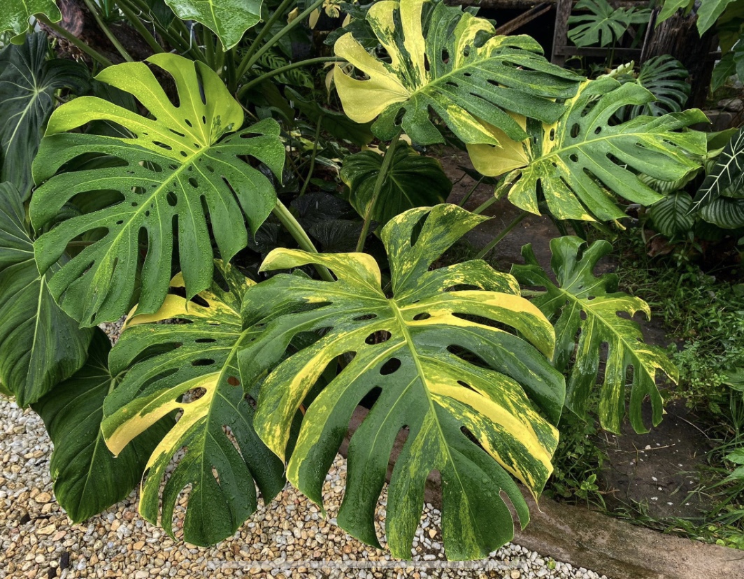 Exploring Variegated Monstera Deliciosa Cultivars: Care and Comparison ...