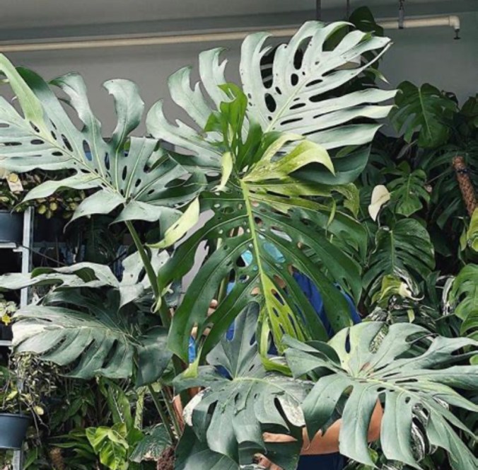 Monstera deliciosa ‘Mint Variegata’: Refreshing Variegation and ...