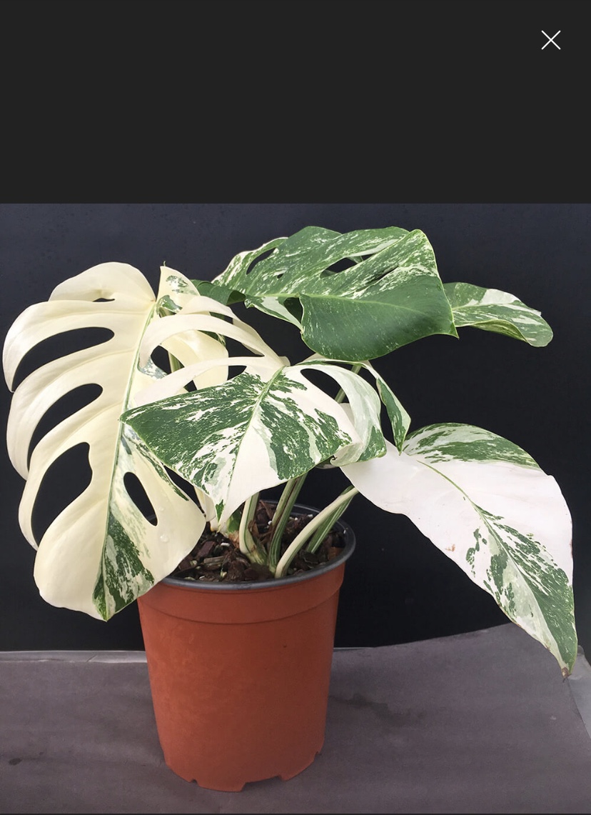 Monstera Borsigiana Variegata