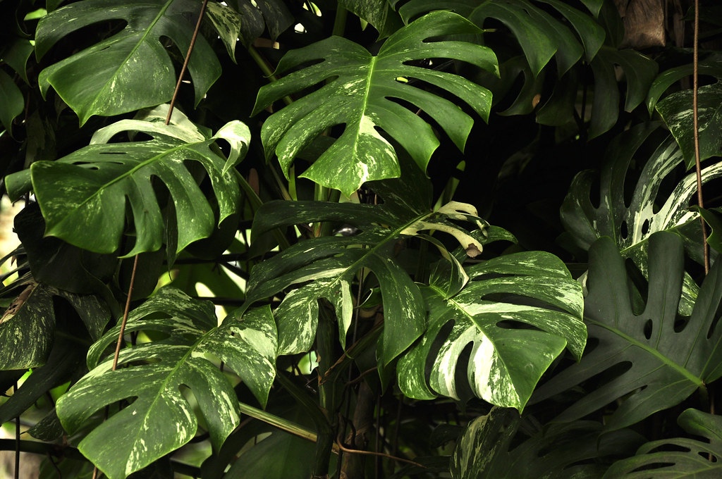 The Majestic Foliage: Top Three Houseplants with the Largest Leaves in ...