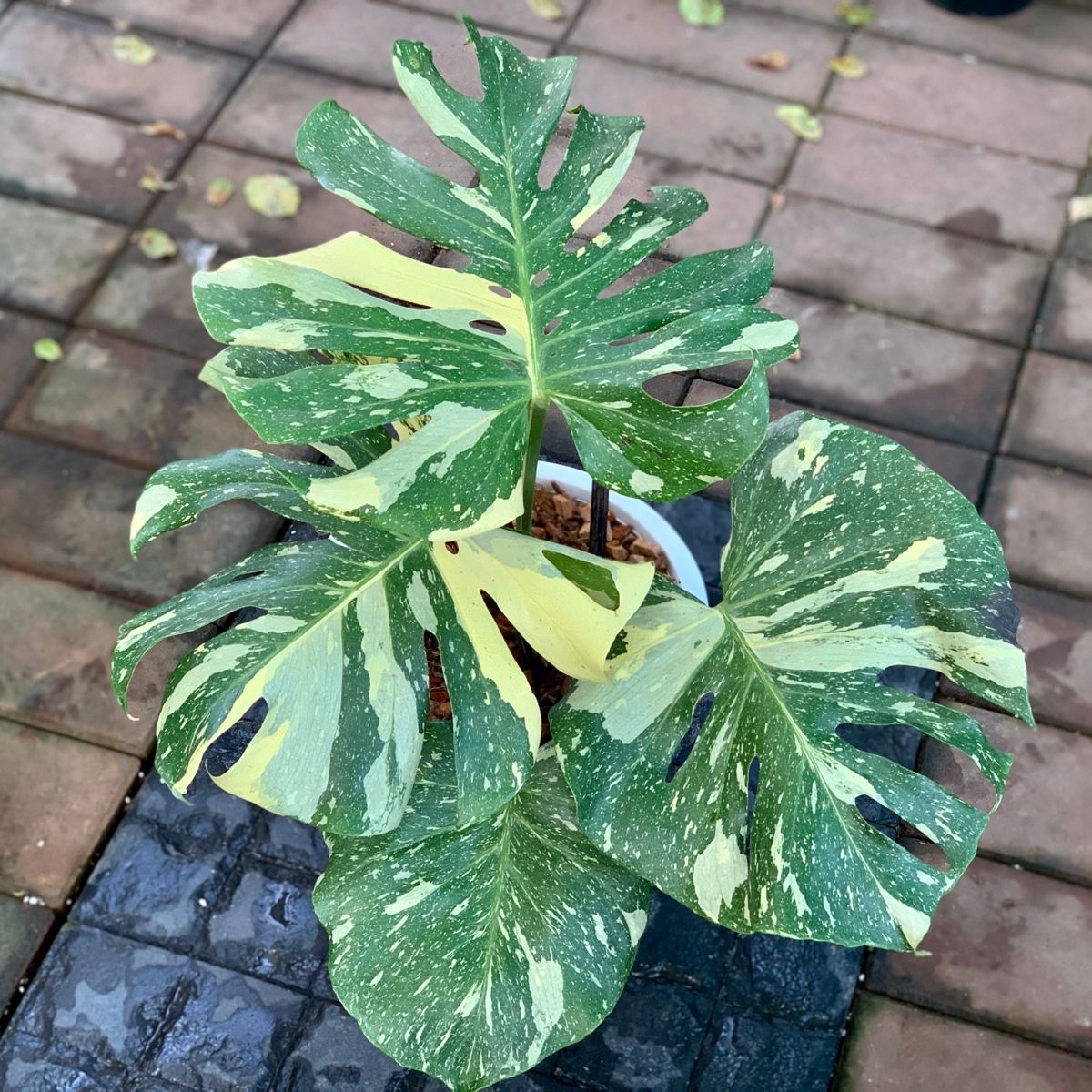A Guide to Variegated Monstera Cultivars: Patterns, Care, and ...