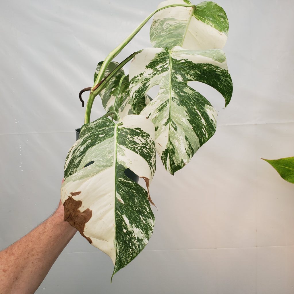 A Guide to Variegated Monstera Cultivars: Patterns, Care, and ...