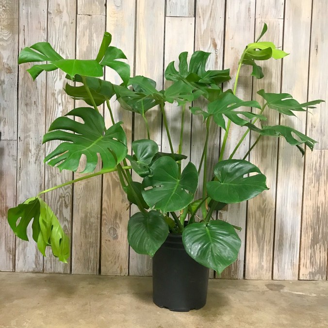 How to Grow Monstera Deliciosa | John Denson's World of Gardens