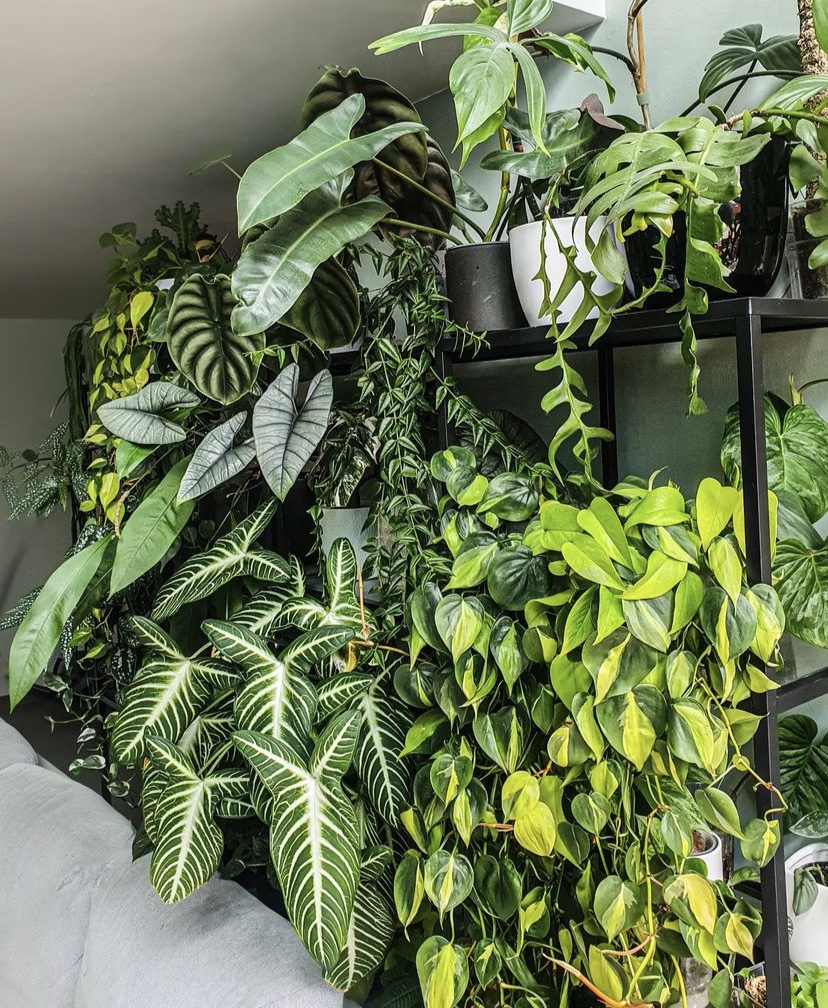 Mastering the Art of Houseplant Photography: A Comprehensive Guide for ...