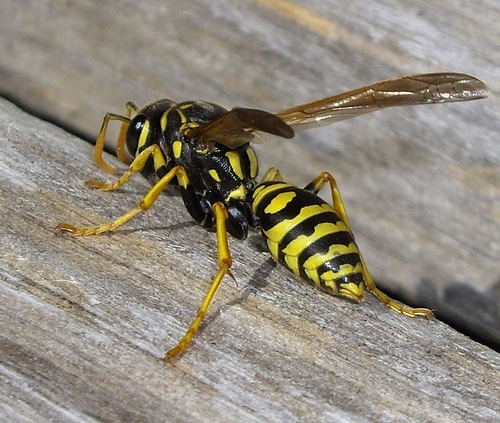 Controlling Yellow Jackets with Malathion: Effective Solutions for a ...