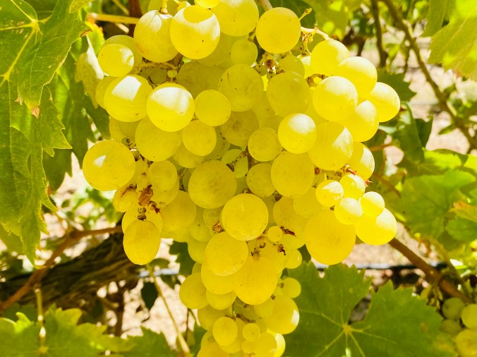The Best Grape Varieties for Low Deserts of California and Arizona ...