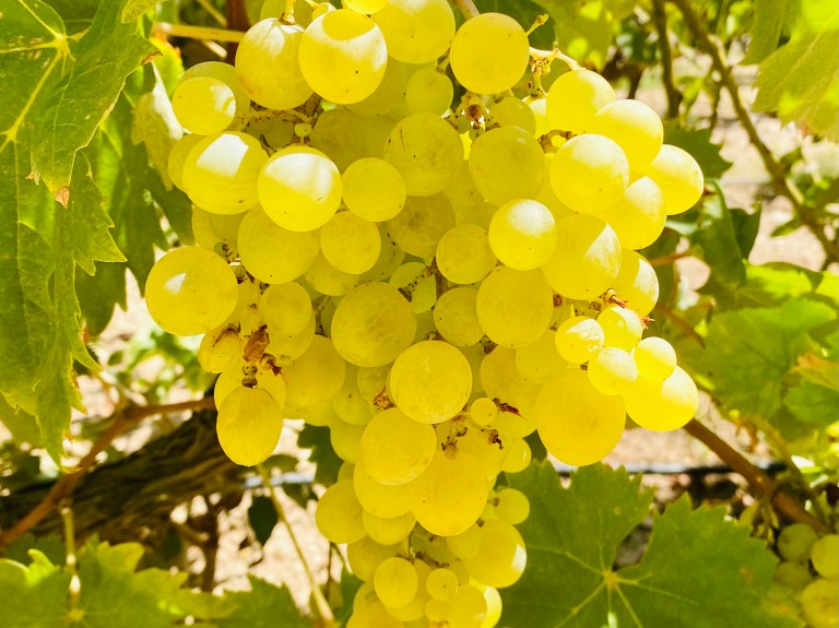 The Best Grape Varieties for Low Deserts of California and Arizona ...