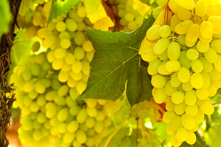 Growing Thompson Seedless Grapes: A Guide to Success in the Low Deserts ...