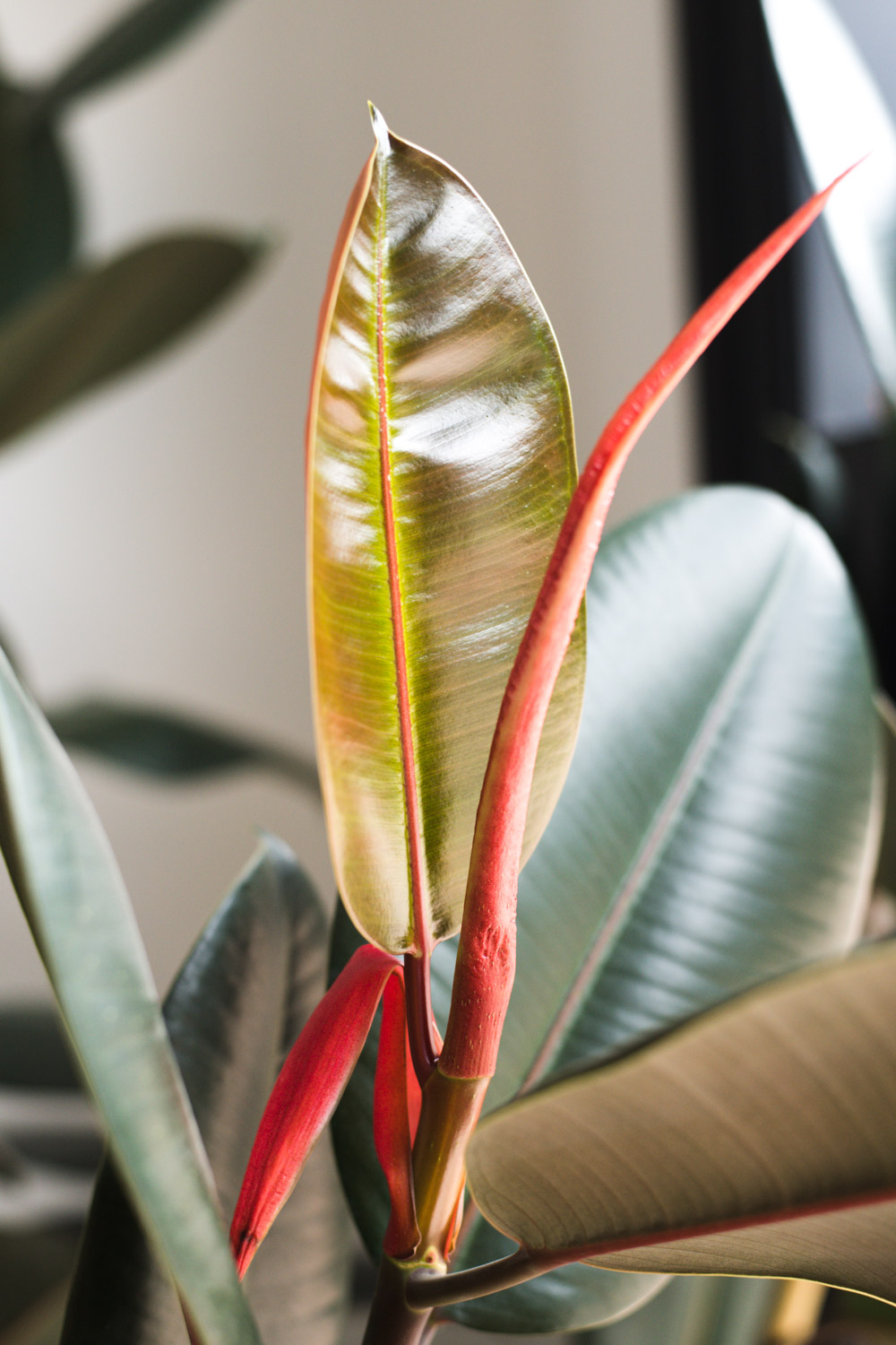 Plants from the Disco: 1970’s Retro Houseplants | John Denson's World ...