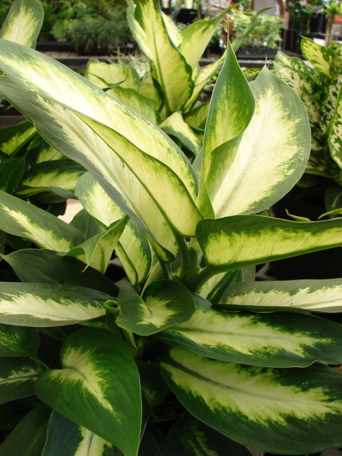 Dieffenbachia ‘Camille’: A Captivating Addition to Your Indoor Garden ...