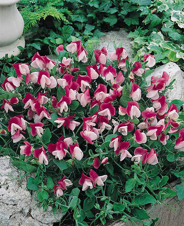 Petite Perfection: Growing Dwarf Sweet Peas in Pots | John Denson's ...
