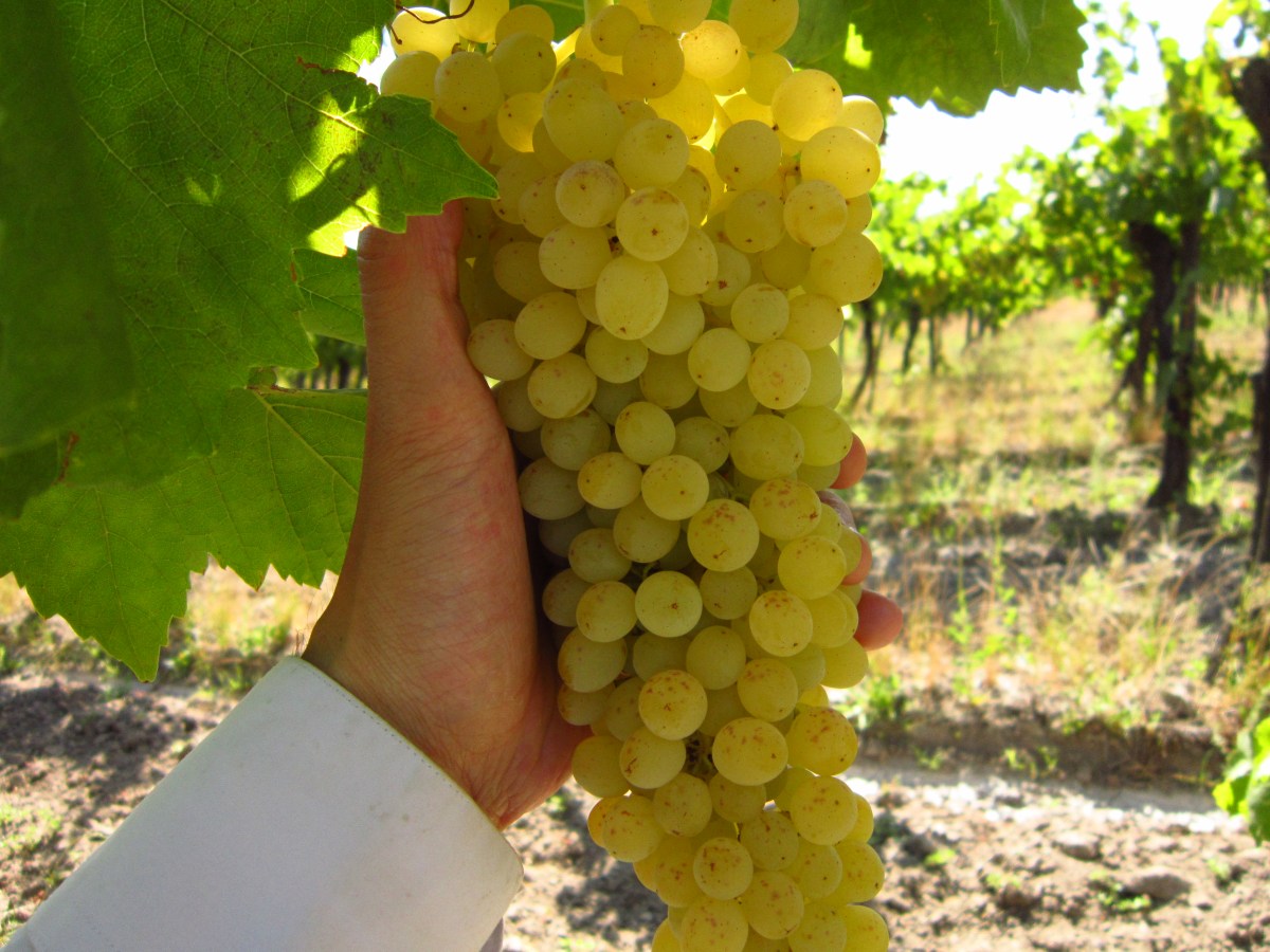 Growing Thompson Seedless Grapes: A Guide to Success in the Low Deserts ...