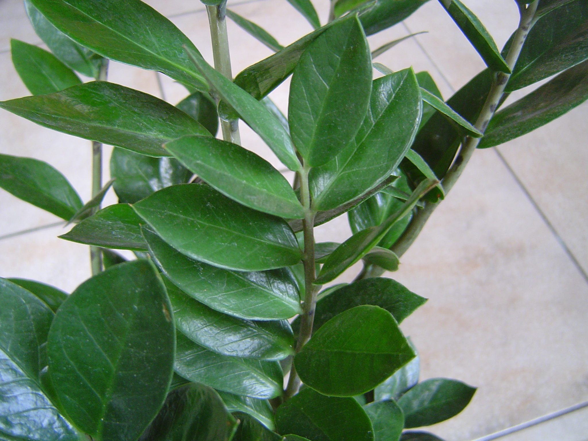 ZZ Plant: The Resilient Beauty of Zamioculcas zamiifolia Unveiled ...