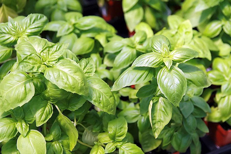 How to Grow Hydroponic Basil for Beginners | John Denson's World of Gardens