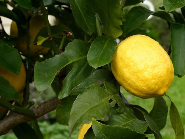 Growing Lemons in Phoenix and Tucson, Arizona | John Denson's World of ...