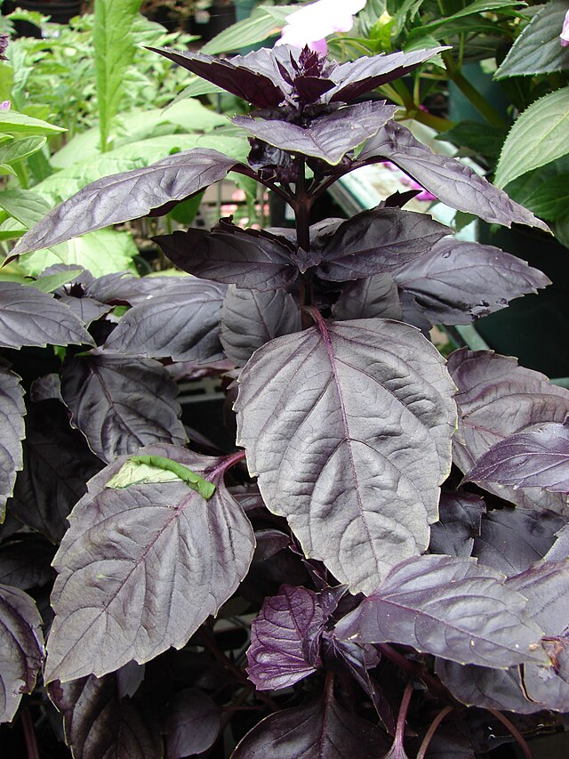 How to Grow Hydroponic Basil for Beginners | John Denson's World of Gardens