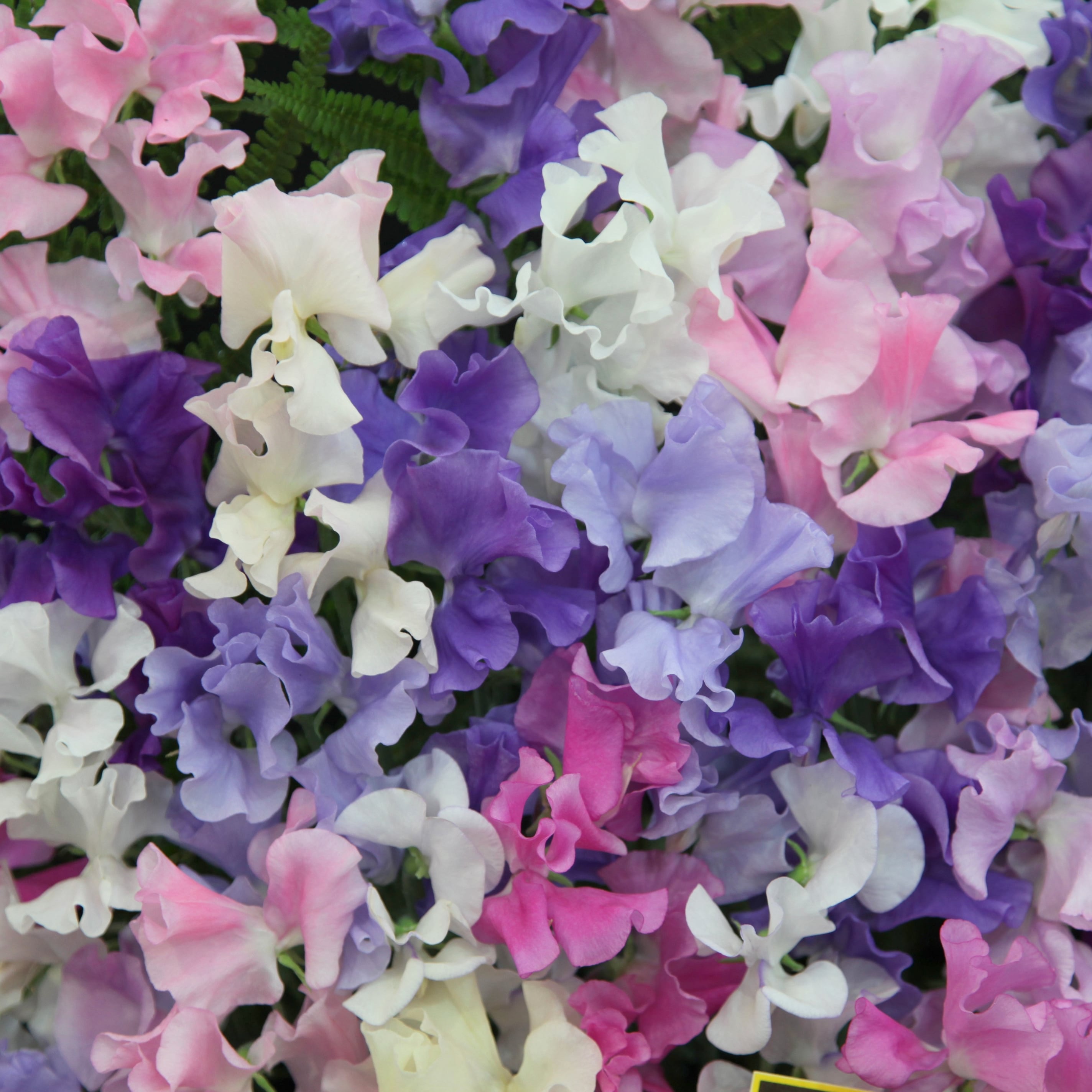 A Guide to Growing Sweet Peas in Arid Climates | John Denson's World of ...